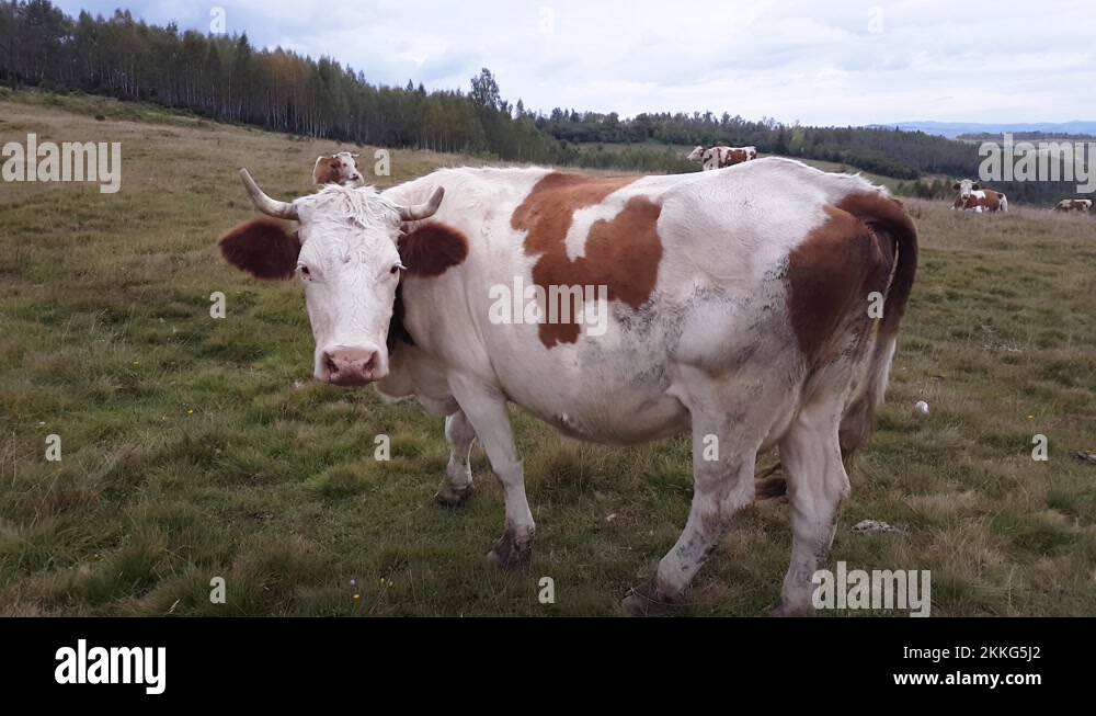 Traditional farming albania Stock Videos & Footage - HD and 4K Video ...