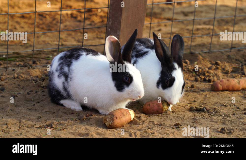 Nesolagus Stock Videos & Footage - HD and 4K Video Clips - Alamy