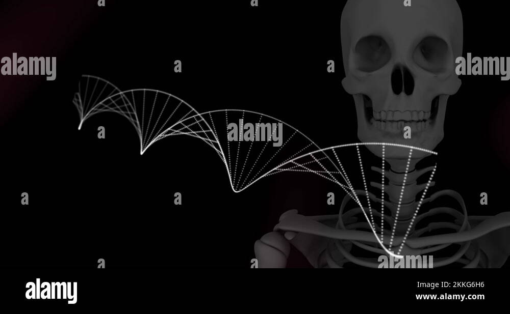 Structure of the human skeleton Stock Videos & Footage - HD and 4K ...