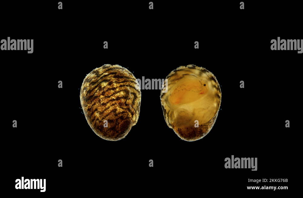 Freshwater snail Stock Videos & Footage - HD and 4K Video Clips - Alamy