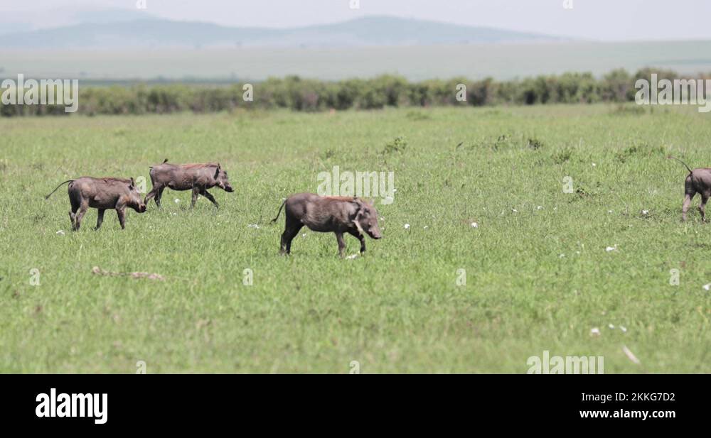 Warthog sounder group walking with young offspring in the plains of ...