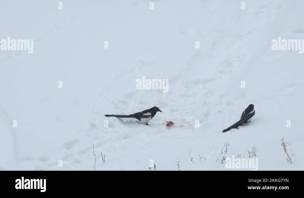 Magpies in nature Stock Videos & Footage - HD and 4K Video Clips - Alamy