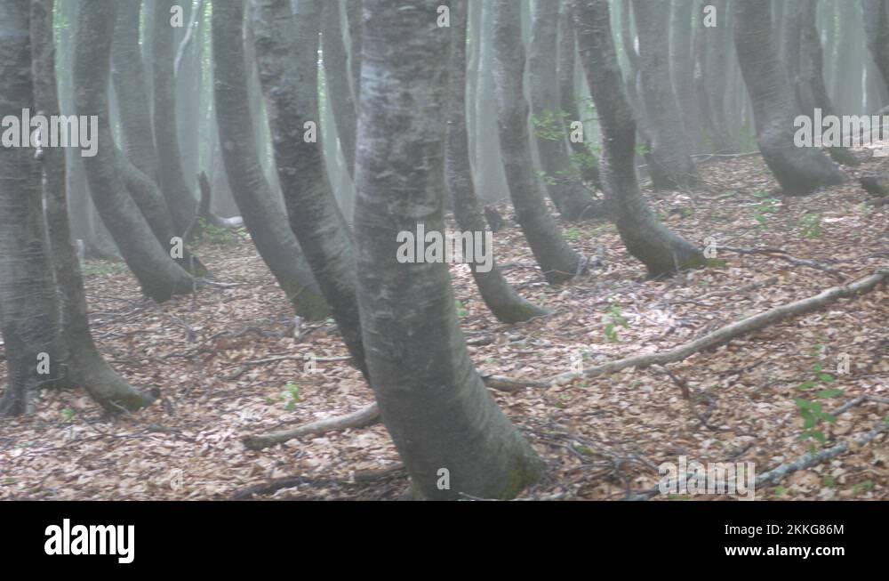 Creating a forest Stock Videos & Footage - HD and 4K Video Clips - Alamy