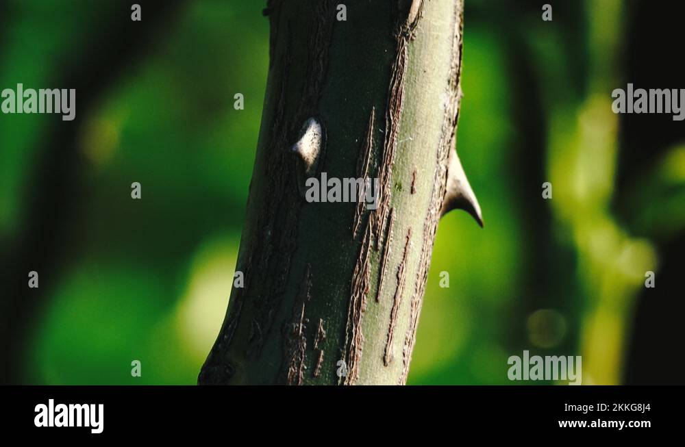 Rose thorns Stock Videos & Footage - HD and 4K Video Clips - Alamy