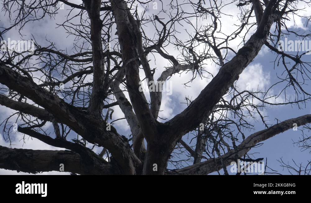 Nightmare scene Stock Videos & Footage - HD and 4K Video Clips - Alamy