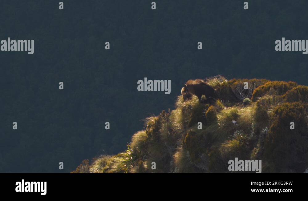 Two majestic Himalayan bull tahrs on the run make a stop on a steep ...