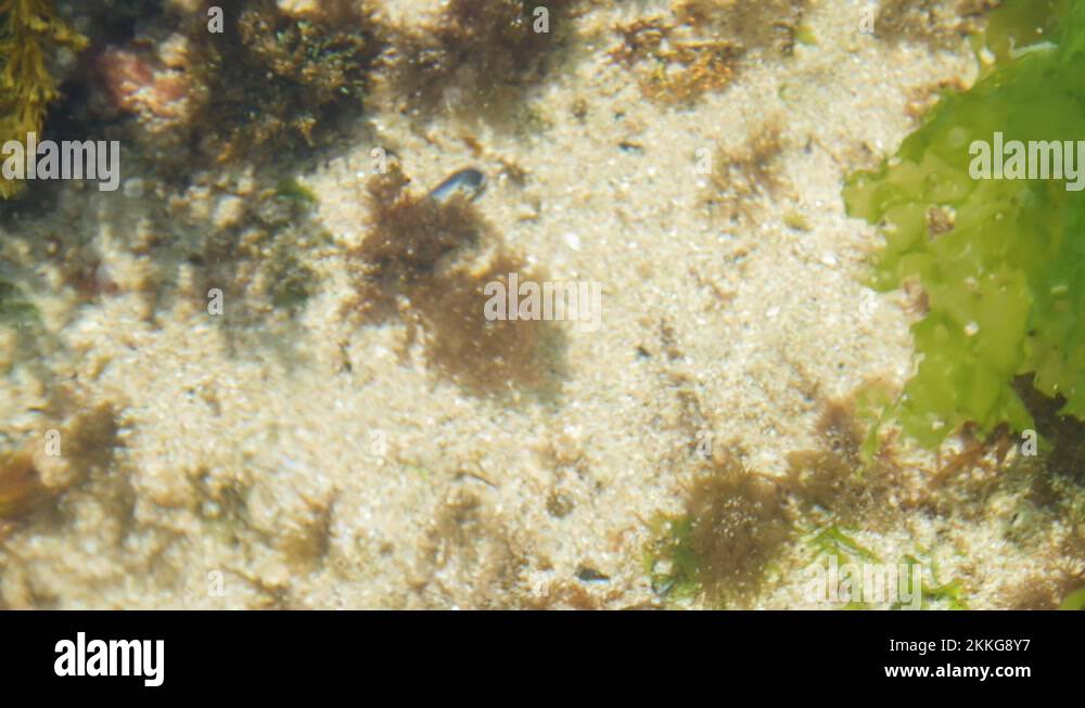 Different types of seaweed Stock Videos & Footage - HD and 4K Video ...