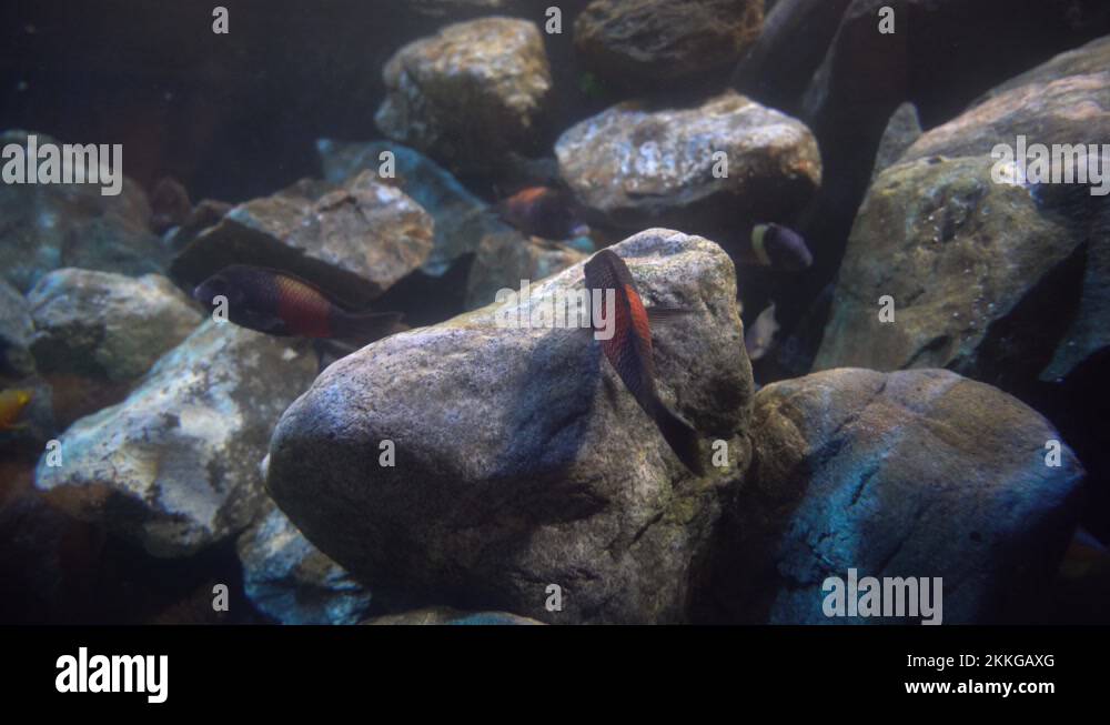 Tropheus duboisi Stock Videos & Footage - HD and 4K Video Clips - Alamy
