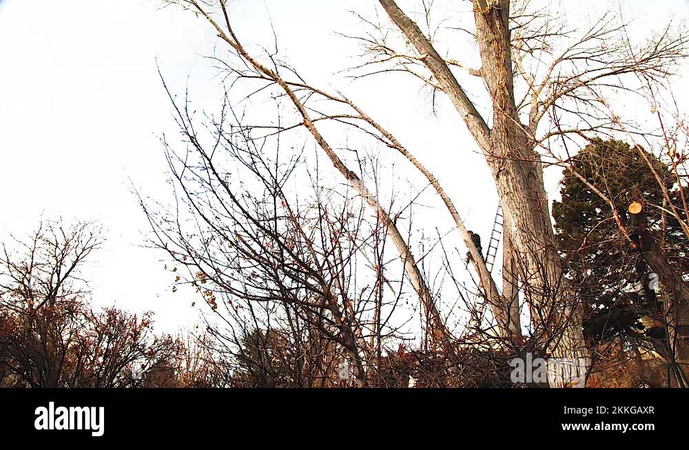 Tree branch trimmer Stock Videos & Footage - HD and 4K Video Clips - Alamy