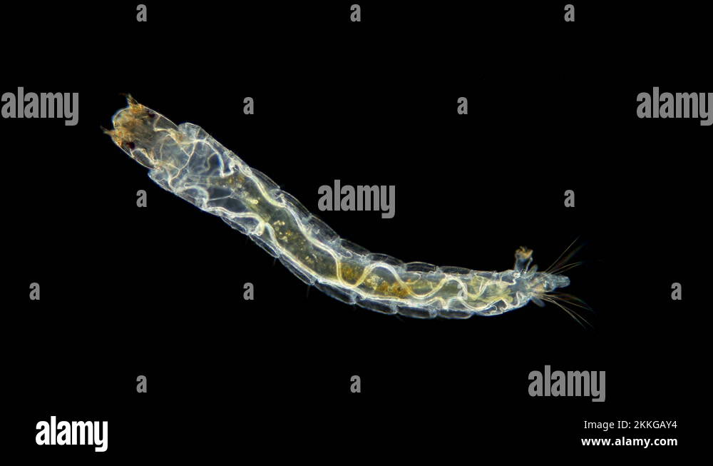 insecta Midge Larva Chironomidae under the microscope, order Diptera ...