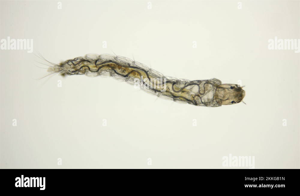 insecta Midge Larva Chironomidae under the microscope, order Diptera ...