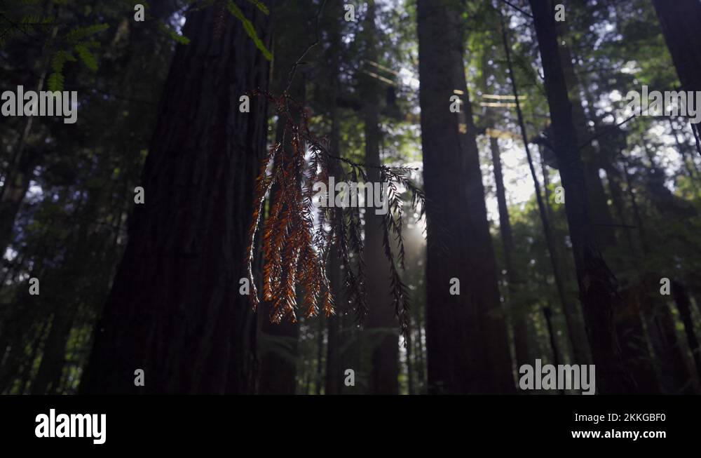 Dead redwood tree Stock Videos & Footage - HD and 4K Video Clips - Alamy