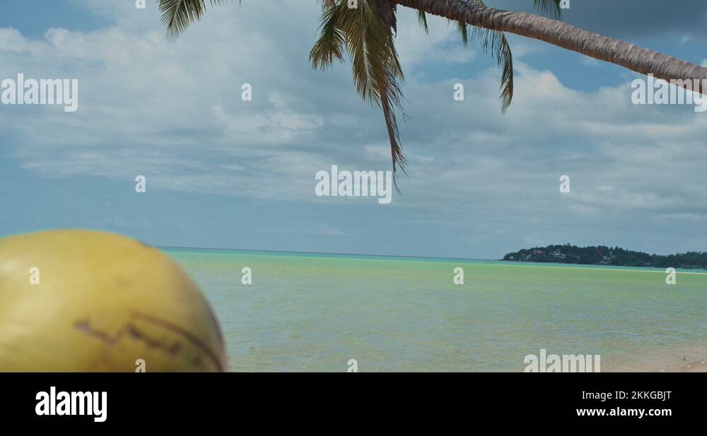 Close up transition view of green coconut to palm tree with shaking ...
