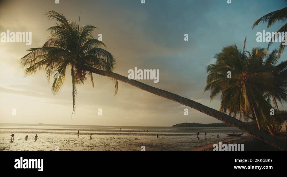 Beach landscape with palm trees Stock Videos & Footage - HD and 4K ...
