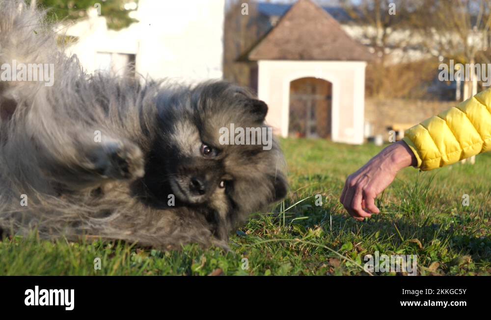 Woman move hand near dog head, give roll command to keeshond dog lying ...