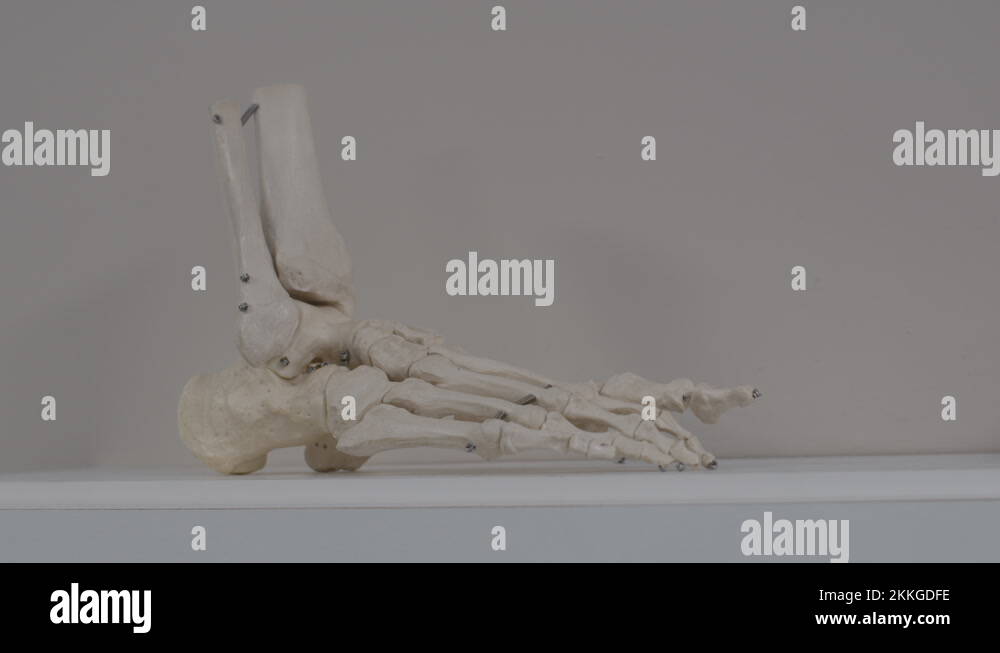 Artificial foot bones ankle anatomical skeleton model Stock Videos ... Artificial foot bones ankle anatomical skeleton model Stock Videos ...