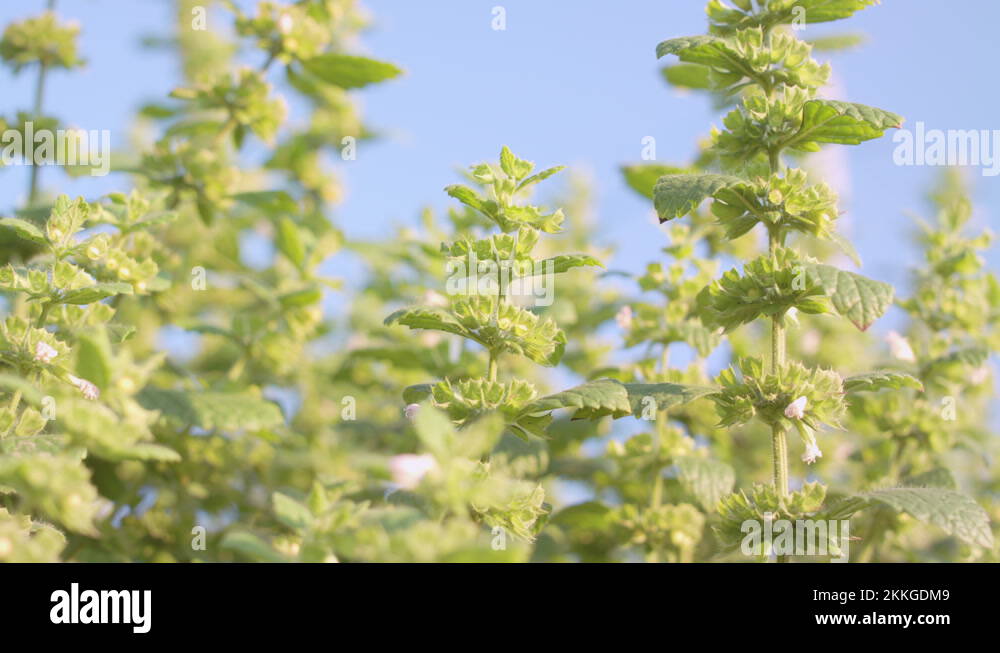 Tall stem Stock Videos & Footage - HD and 4K Video Clips - Alamy