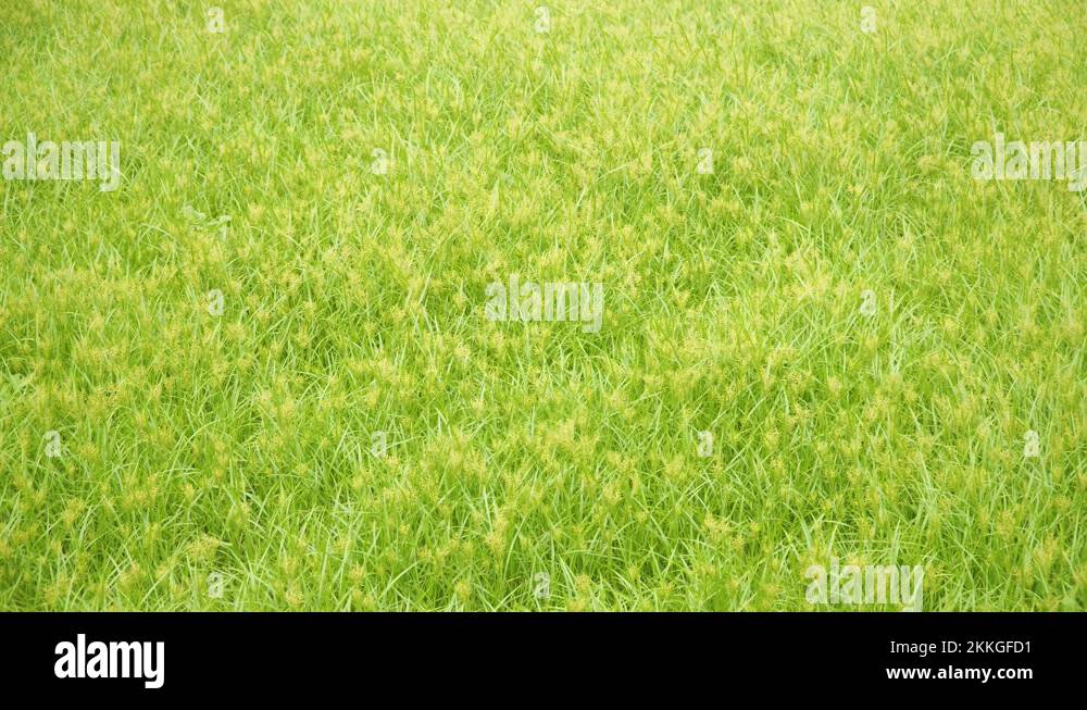Coco grass Stock Videos & Footage - HD and 4K Video Clips - Alamy