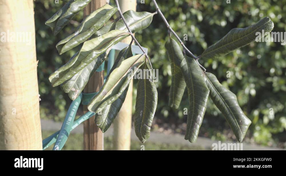 Willow oak Stock Videos & Footage - HD and 4K Video Clips - Alamy