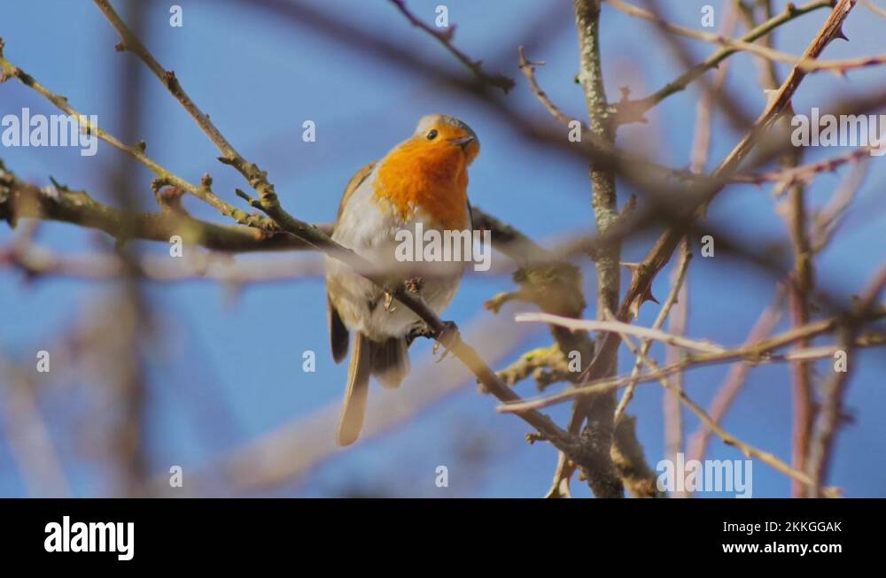 Photinia red robin tree Stock Videos & Footage - HD and 4K Video Clips ...