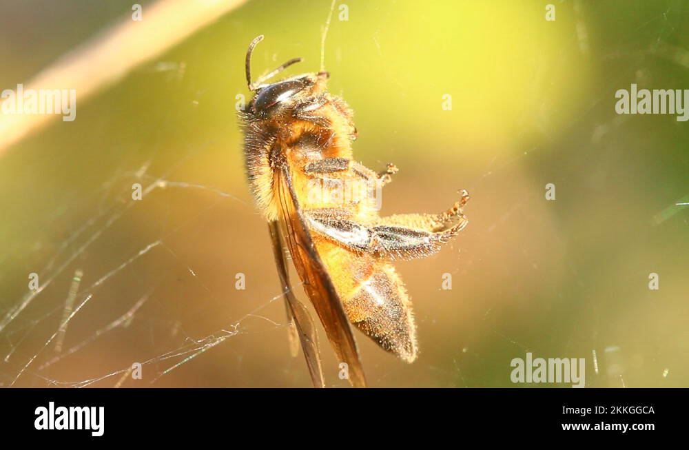 Bee spider Stock Videos & Footage - HD and 4K Video Clips - Alamy