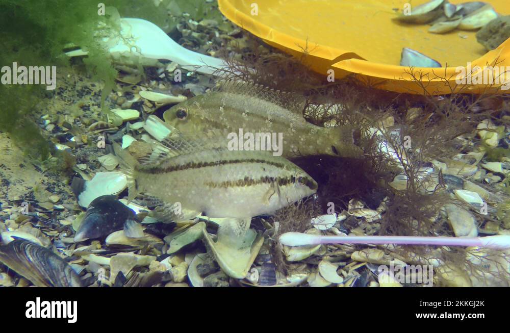 Plastic pollution of the sea: wrasse fish among plastic trash on the ...