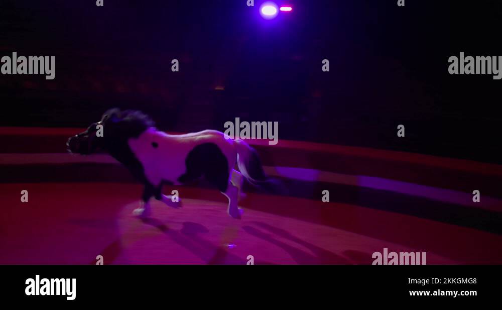 Black and white pony runs on stage of the circus under the colorful ...