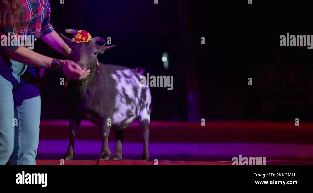 Circus goat Stock Videos & Footage - HD and 4K Video Clips - Alamy