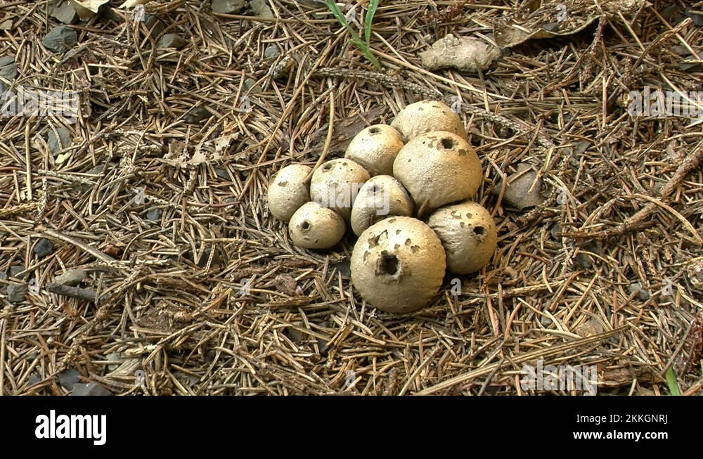 Cluster of fungi Stock Videos & Footage - HD and 4K Video Clips - Alamy