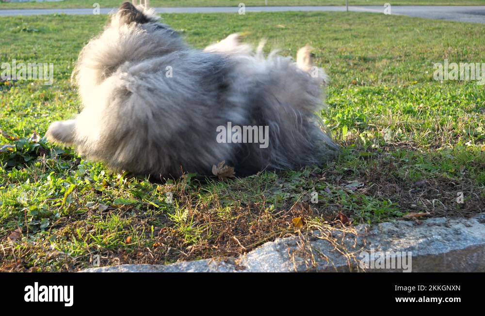 a beautiful keeshond dog does a trick roll on a green meadow and gets a ...