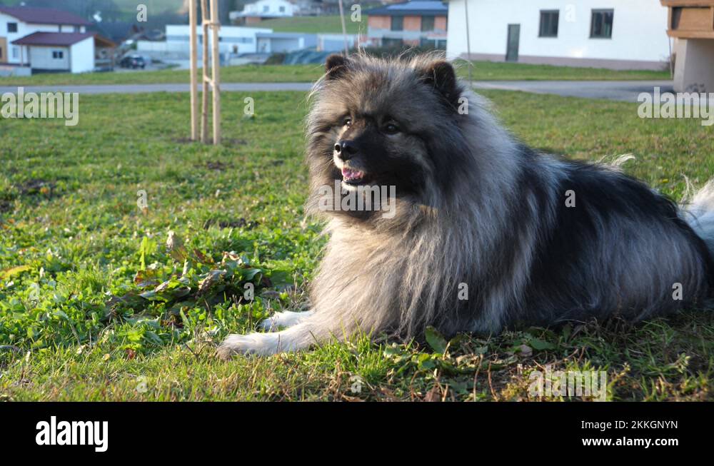 the dutch barge dog lies on the green meadow while the sun is shining ...