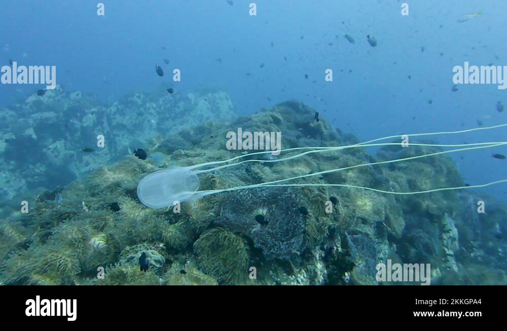 Animal propulsion Stock Videos & Footage - HD and 4K Video Clips - Alamy