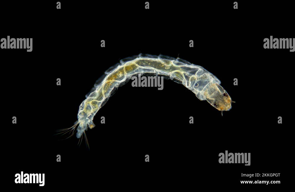 insecta Midge Larva Chironomidae under the microscope, order Diptera ...