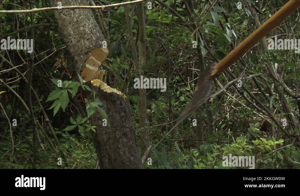 Pioneer Man Chops down tree - works his farmstead circa 1830s - 1880s ...