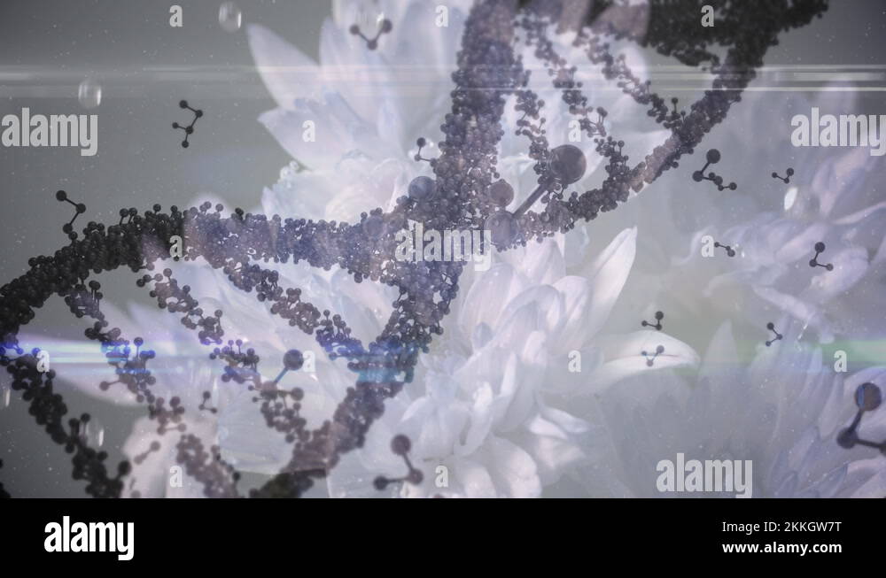 Animation of 3d purple dna strand spinning and molecules floating over ...