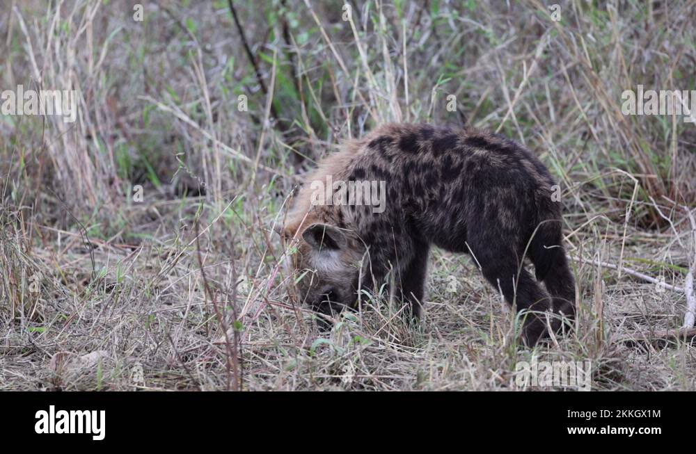 Cute fluffy Hyena cub chews bone in tall dry African savanna grass ...