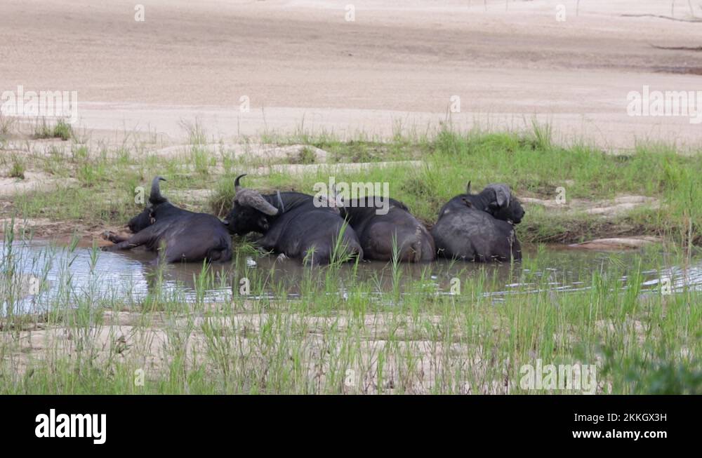 Four buffalo Stock Videos & Footage - HD and 4K Video Clips - Alamy