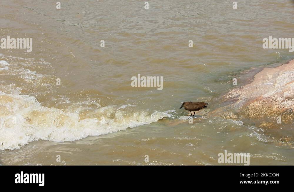 Hamerkop hammerhead scopus umbretta bird Stock Videos & Footage - HD ...