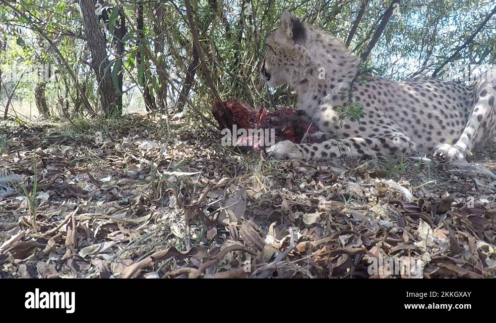 Cheetah eating carcass Stock Videos & Footage - HD and 4K Video Clips ...