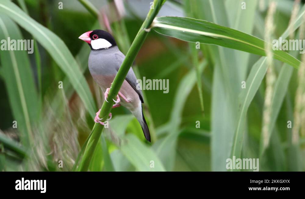 White java sparrow Stock Videos & Footage - HD and 4K Video Clips - Alamy