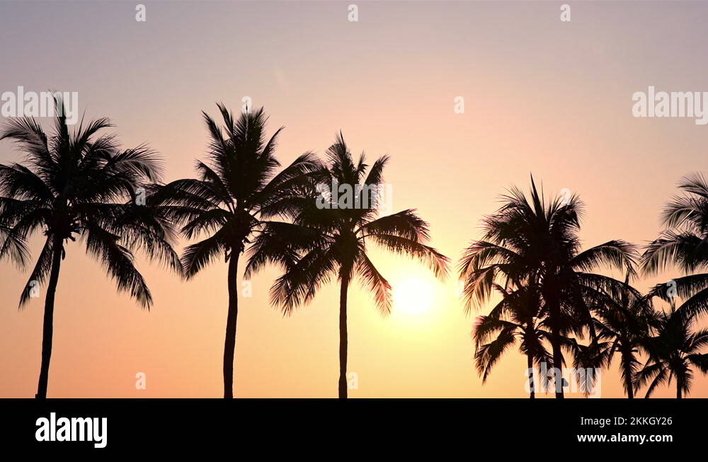 Purple sunset palm trees Stock Videos & Footage - HD and 4K Video Clips ...