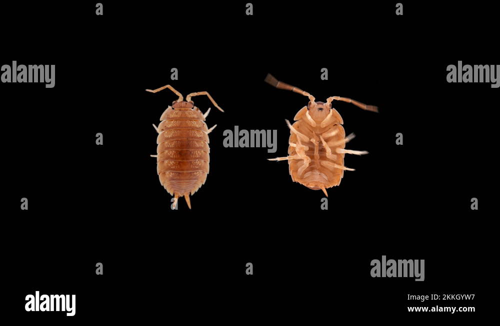 Isopoda Porcellio Laevis, family Porcellionidae, is a cosmopolitan ...
