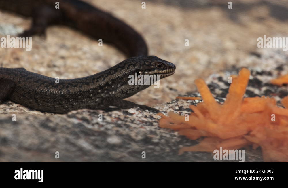 Egernia Napoleonis, lizzard snake eating termites. Woody Island ...