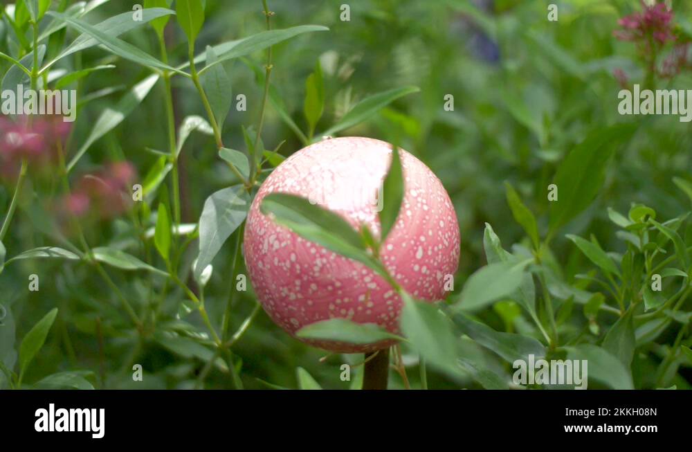 Purple ball flowers Stock Videos & Footage - HD and 4K Video Clips - Alamy