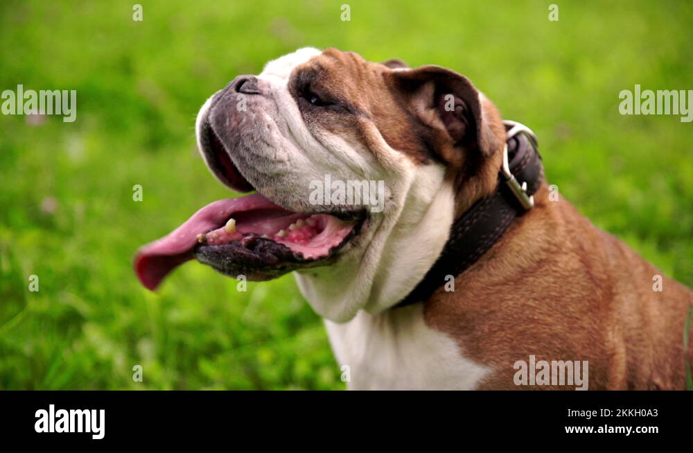 Portrait happy english bulldog Stock Videos & Footage - HD and 4K Video ...