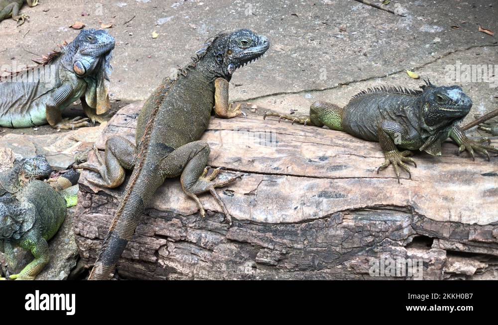 Honduras animal Stock Videos & Footage - HD and 4K Video Clips - Alamy