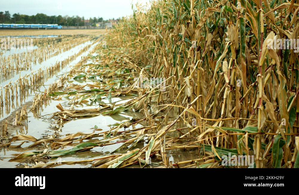 Maize field flood Stock Videos & Footage - HD and 4K Video Clips - Alamy