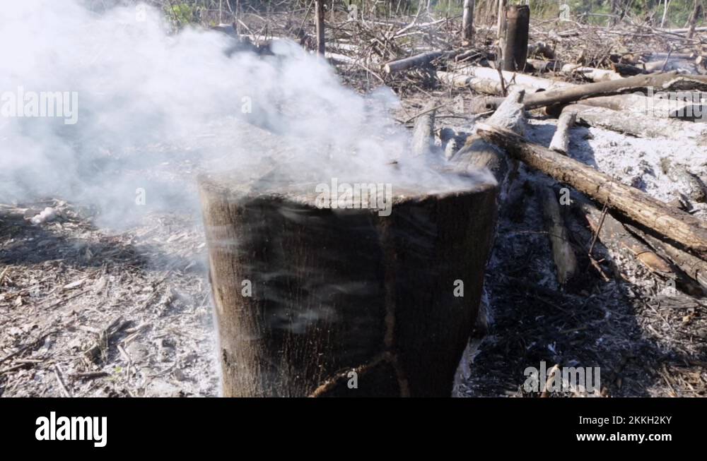 Tree on fire with smoke in illegal deforestation in the Amazon ...