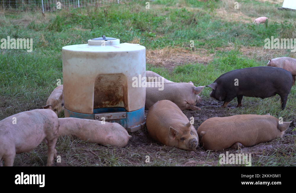 Pig feeder Stock Videos & Footage - HD and 4K Video Clips - Alamy