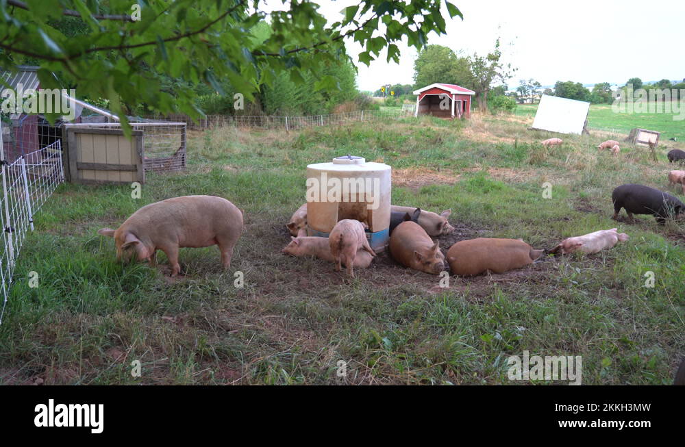 Pigs roaming Stock Videos & Footage - HD and 4K Video Clips - Alamy